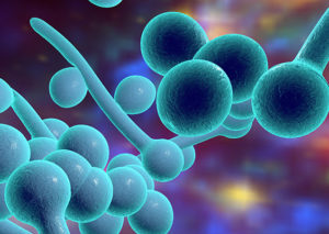 Candidose : tout sur l'infection causée par le Candida Albicans